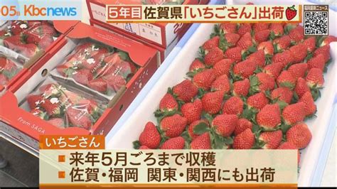 もうすぐクリスマスいちごさん出荷はじまるシリタカ放送内容シリタカKBC九州朝日放送