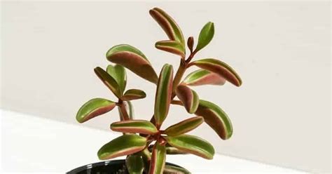 A Complete Guide To Peperomia Varieties In Australia