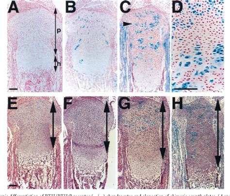 Figure 1 From The Parathyroid Hormoneparathyroid Hormone Related