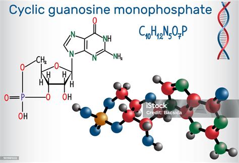 주기적 Guanosine Monophosphate 의 분자 그것은 많은 생물학 과정 구조 화학 공식 및 분자 모델에서