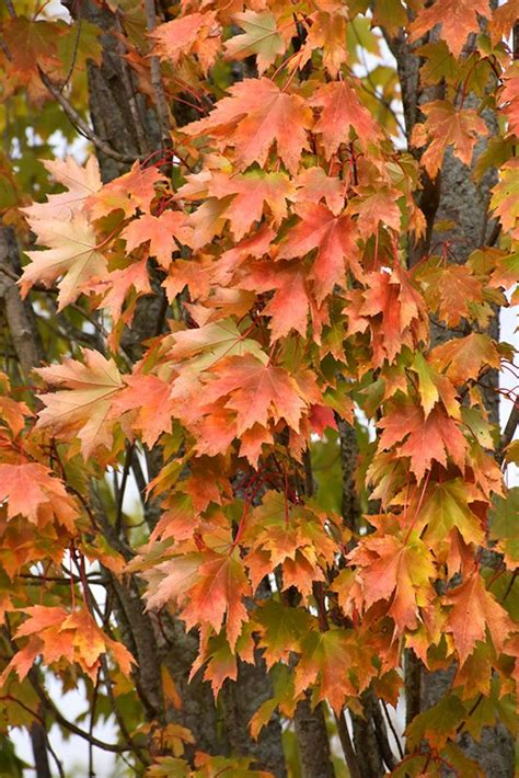 Armstrong Maple Clearview Nursery Armstrong Maple Is A Very