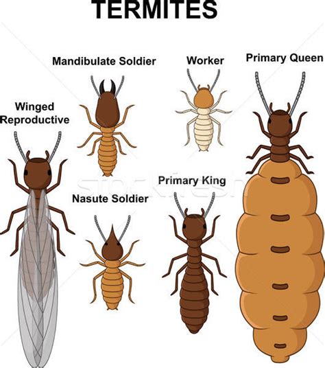 Termite Vector At Collection Of Termite Vector Free
