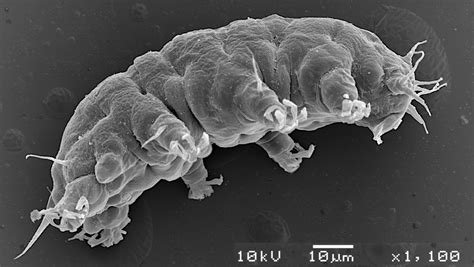 Tardigrades Are Less Cosmopolitan And More Diverse Than Has Been
