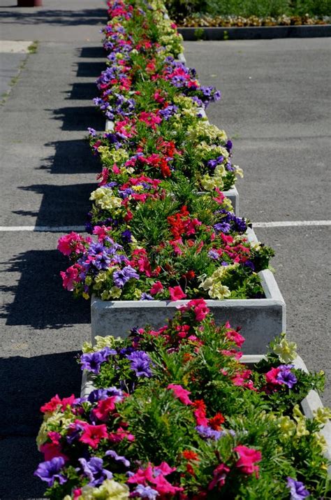 Perennial Flower Beds With Annual Plantations On The Edge Of The Flower