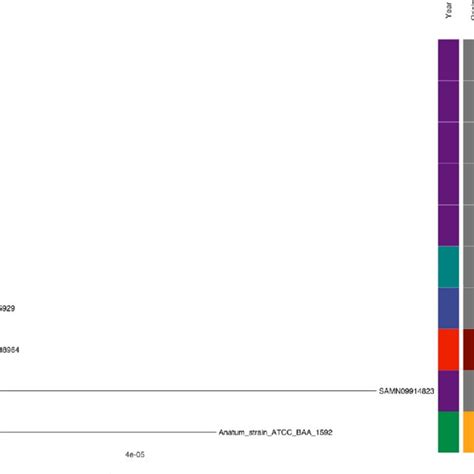 Phylogenetic Analysis Of S Anatum Maximum Likelihood Phylogeny Of S