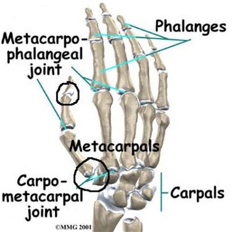 Carpometacarpal Joint Medically