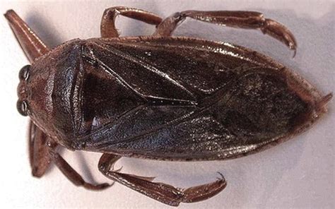 Sex Determination Chromosomes Ch Flashcards Quizlet