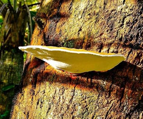 Palm Tree Care For Brown Leaves What Could Be The Problem