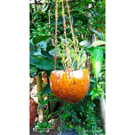 Jual Pot Sabut Kelapa Shopee Indonesia
