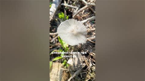 꼬마먹물버섯식용불가 봄 가을에 퇴비무더기 발생 Youtube
