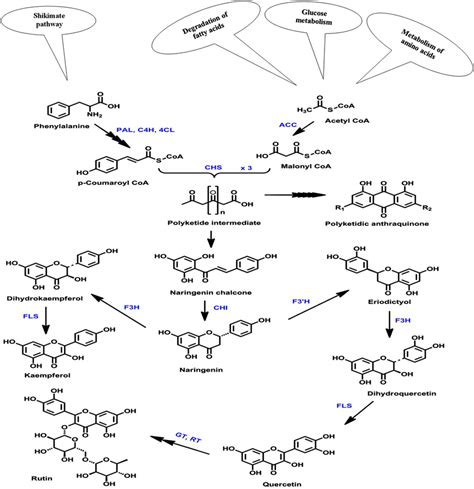 Flavonoid Biosynthetic Pathway This Schematic Representation Of Part