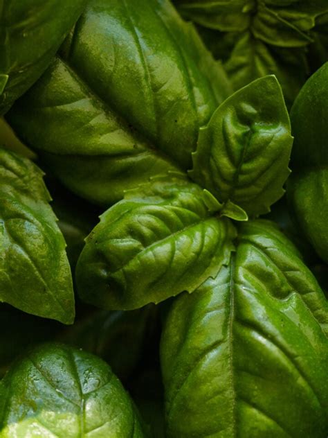 What Does Feta Cheese Taste Like Slow Living Kitchen