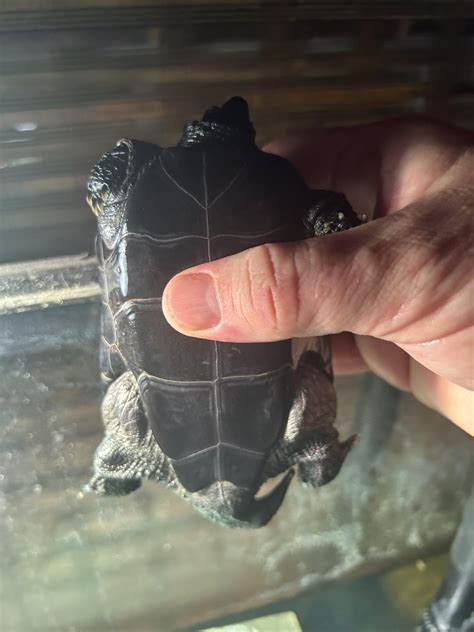 Help Determining Sex Of These Turtles Please Rturtle