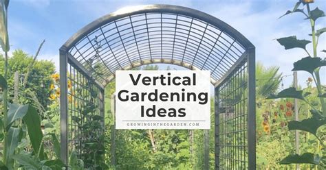 How To Grow Passion Flower Vine Growing In The Garden