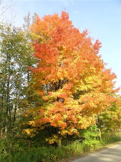 Maple Sugar Kool Breeze Farms