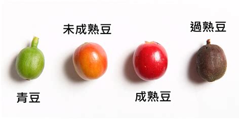 想在家泡出達人級咖啡？先學會挑選優質咖啡豆！ 食譜自由配 自由電子報
