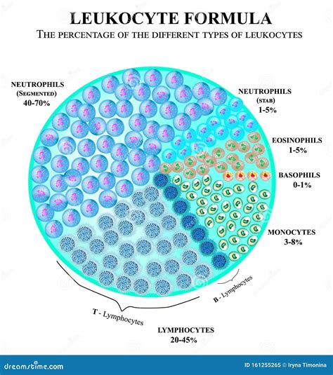 Monocytes Cartoons Illustrations Vector Stock Images 389 Pictures