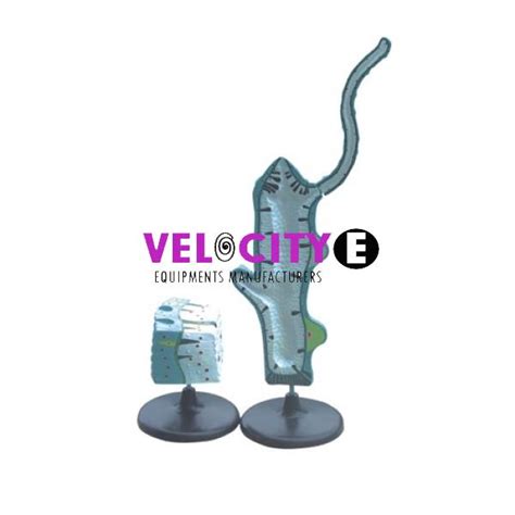 Hydra Anatomy Model Manufacturers India Brazil Mexico Colombia