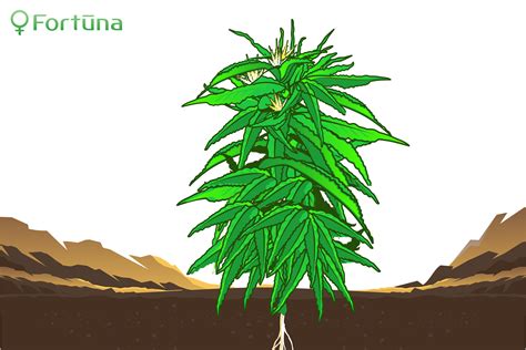 The Hemp Growing Cycle Understanding Fortuna Feminized Seeds