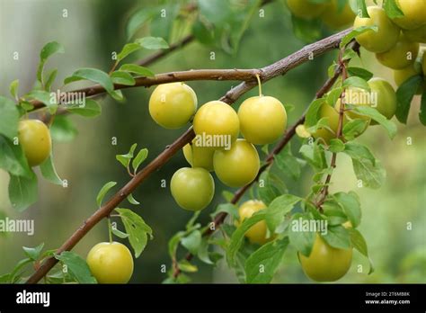 Sweet Small Fruits Hi Res Stock Photography And Images Alamy