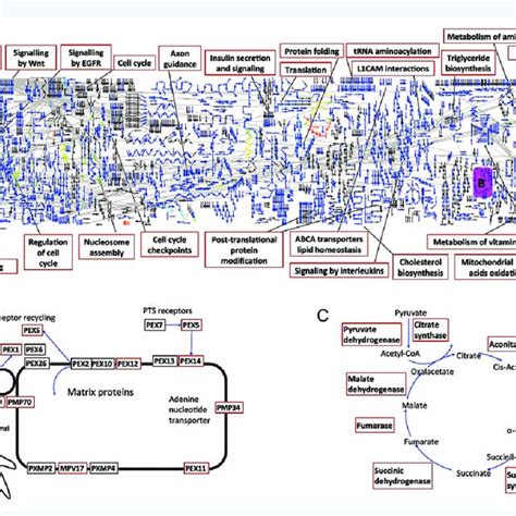 Reaction Map Showing The Cellular Pathways Likely To Be Active In Human