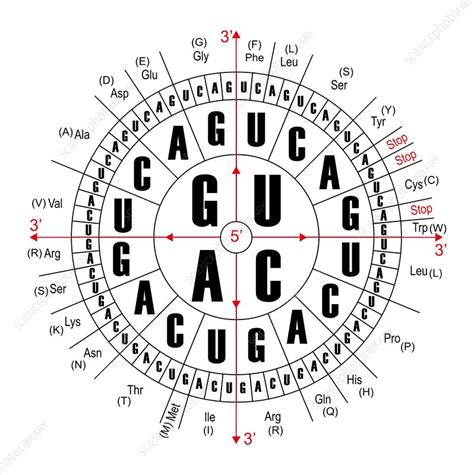 Rna Codons Illustration Stock Image F Science Photo Library