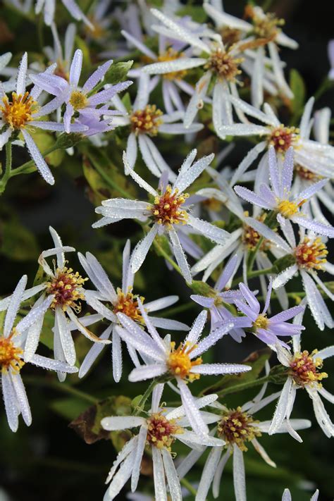 Aster Macrophyllus Twilight 1g Boscos Garden Center