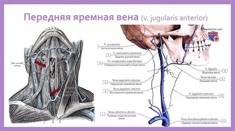 Внечерепные притоки Внутренней ярёмной вены Наружная ярёмная вена