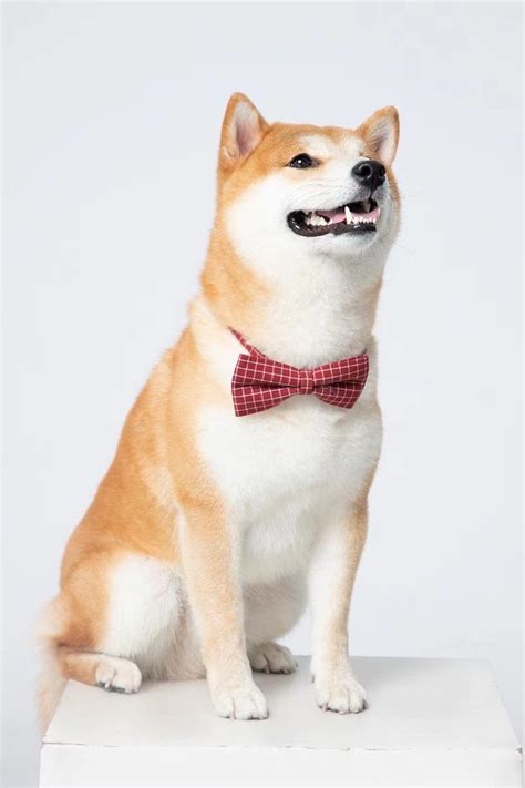 柴犬