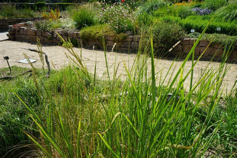 The Grass Spartina Pectinata Grows In July Potsdam Germany Stock