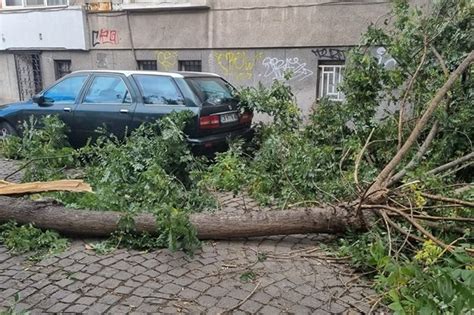 19 паднали дървета от вятъра в Пловдив Lupa Bg
