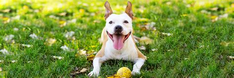 Can Pancreatitis Cause Jaundice In Dogs