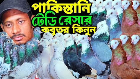 পাকিস্তানি টেডি কামারগার রেসার গররা চিলা কবুতর কিনুন বাকবাকুম পায়রা