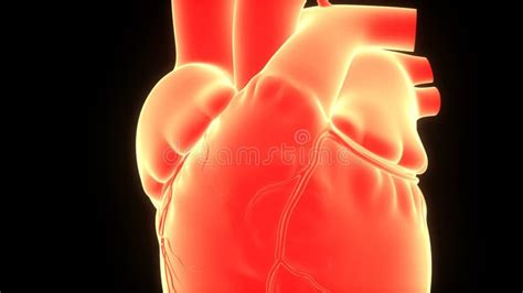 Hartslag Anatomie Animatie Concept Van De Menselijke Bloedsomloop Stock
