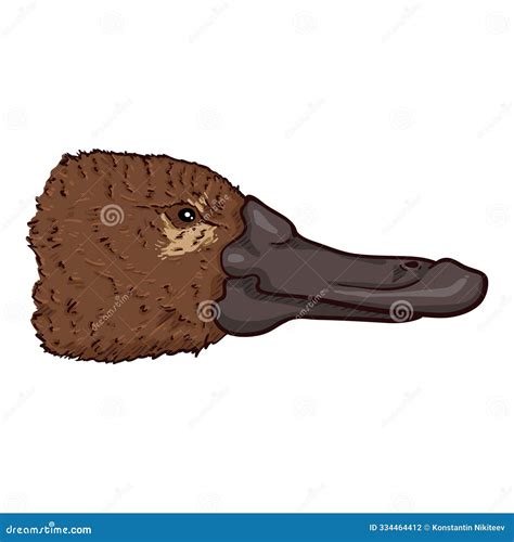 Vector Cartoon Of Duckbill Face Platypus Color Illustration