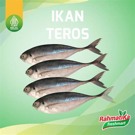 Jual Ikan Kembung Teros Ikan Teros Segar 1 Kg Shopee Indonesia