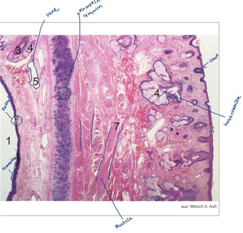 Histologie 3 Semester Geruchsorgan Karteikarten Quizlet