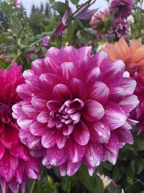 Patches Soaring Heart Dahlias