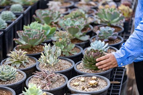 Asian Gardener Is Checking Root System Of Echeveria Succulent Plant