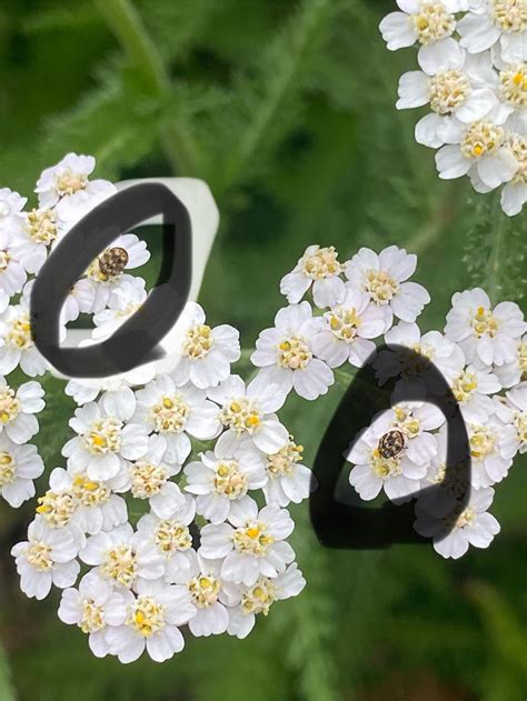 What Are These Bugs On My Yarrow Pnw For Region R Whatisthisbug