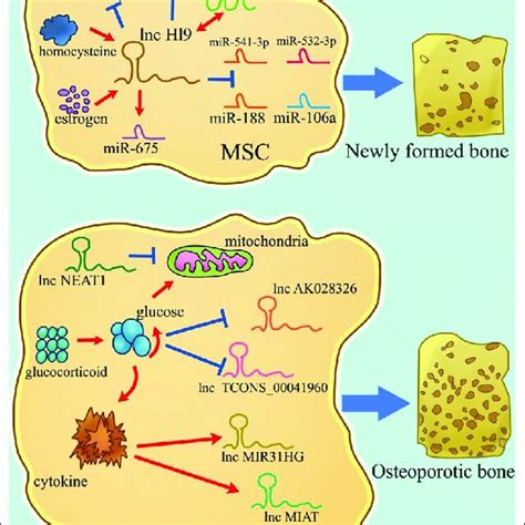 Roles Of Different Mirnas In Osteogenic Differentiation Of Mscs