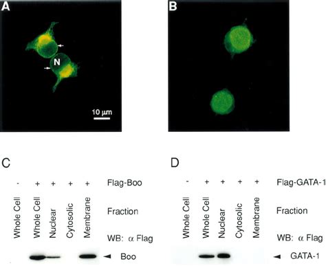 Subcellular Localization Of Boo In 293t Cells Cells Were Transiently
