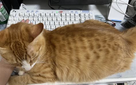無日縫ねこなにぬねこ On Twitter キャニャんニャンは毎日仕事のしすぎを止めてくれます