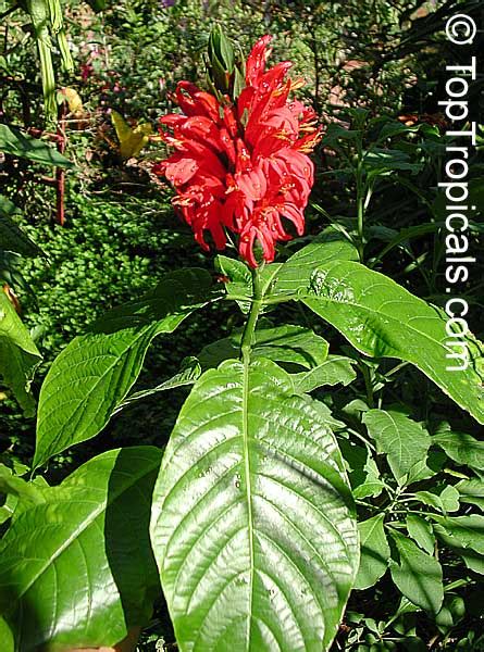 Pachystachys Coccinea Cardinals Guard Top Tropicals Plant Encyclopedia