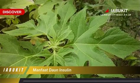 Temukan 20 Manfaat Daun Insulin Yang Jarang Diketahui E Jurnal
