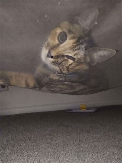 Menino Avisa Que Tem Um Monstro Debaixo Da Cama E A Mãe Tem Uma