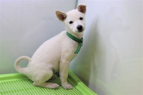 시베리안허스키 비숑분양가 포메 그레이하운드분양 광주애견샵 폼스키 유기견무료입양 위례강아지분양 강아지입양 고양이입양 도그마루 입양케어센터 유기견입양 유기견분양 유기묘