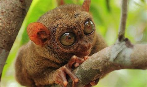 Рідкісні тварини світу