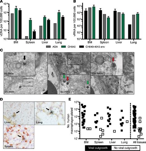 Figure 4 From Macrophages Sustain Hiv Replication In Vivo Independently