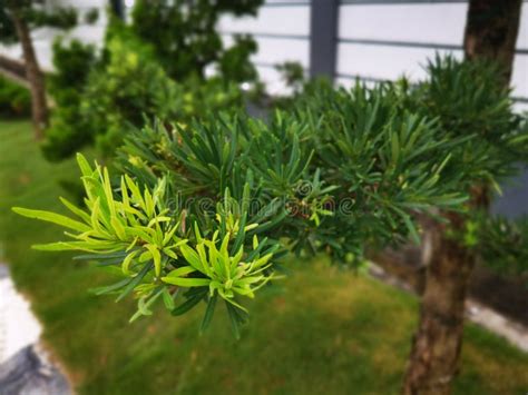 Close Shot Street Scene Of The Asian Conifer Decorative Fern Tree